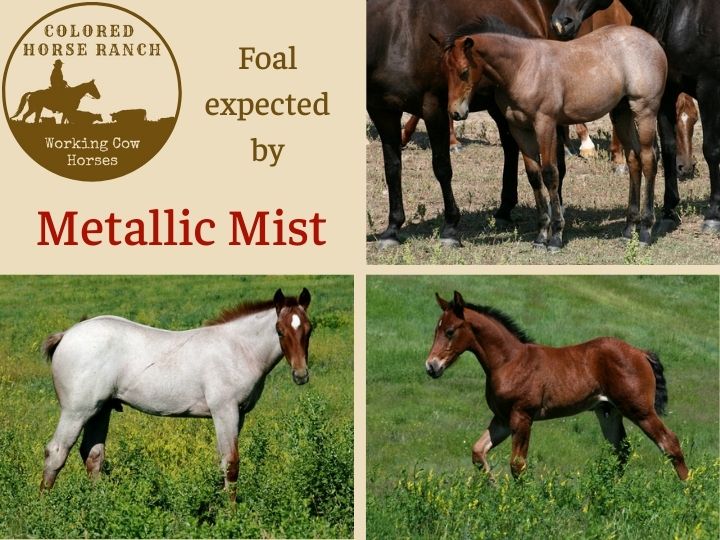 Horses for Sale - www.coloredhorseranch.com