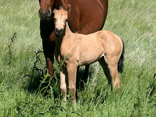 Horses for Sale - www.coloredhorseranch.com