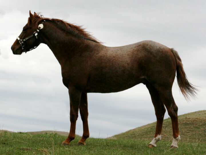Horses for Sale - www.coloredhorseranch.com